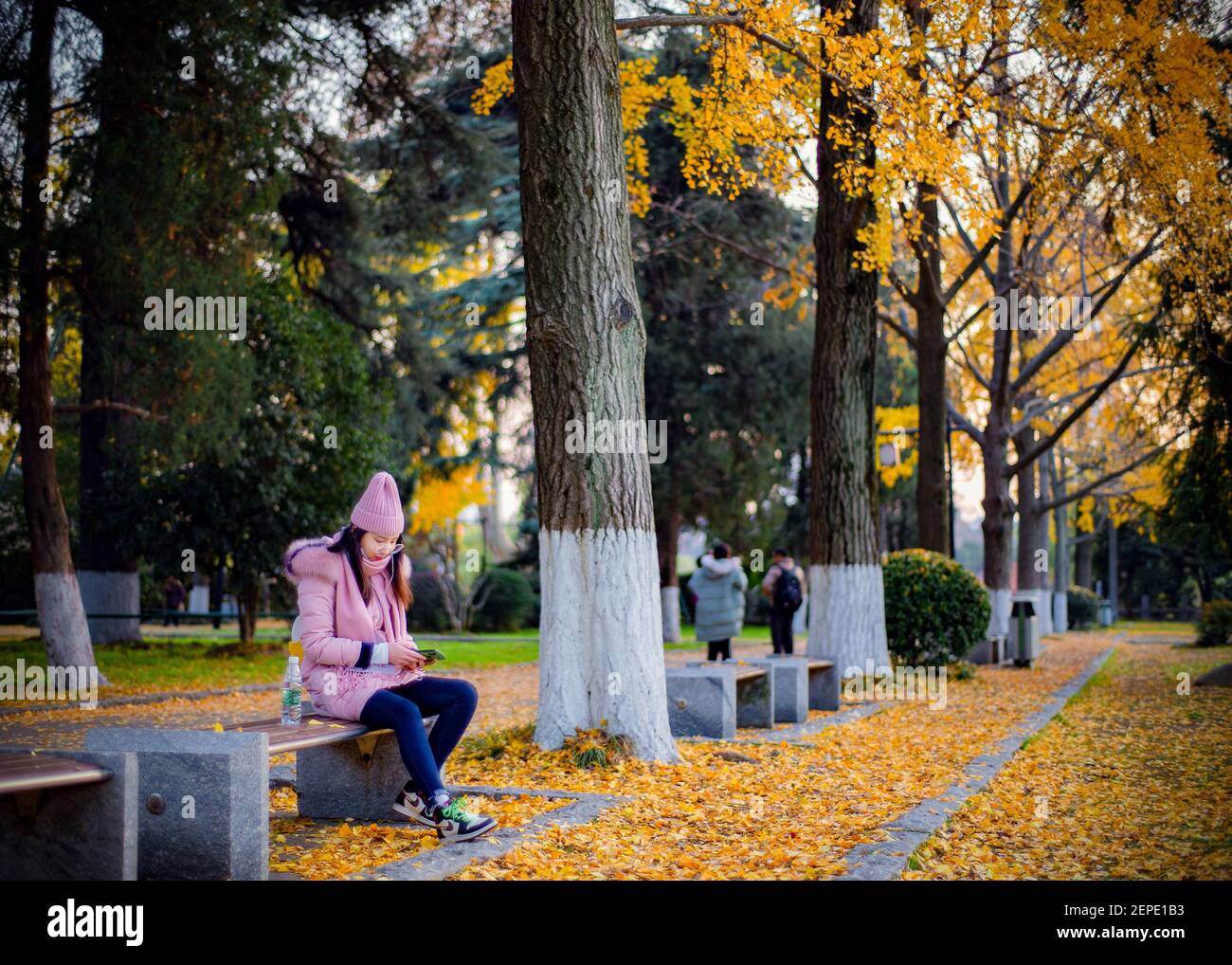 Jiangsu ,CHINA-Ginkgo biloba leaves lay a golden carpet on the ground ...