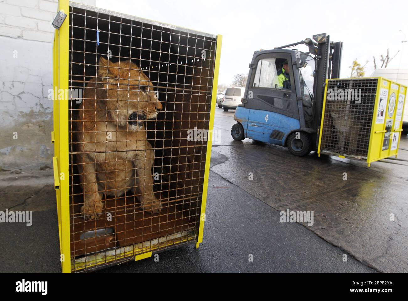 A lion cub is seen in a cargo terminal during their departure to South ...