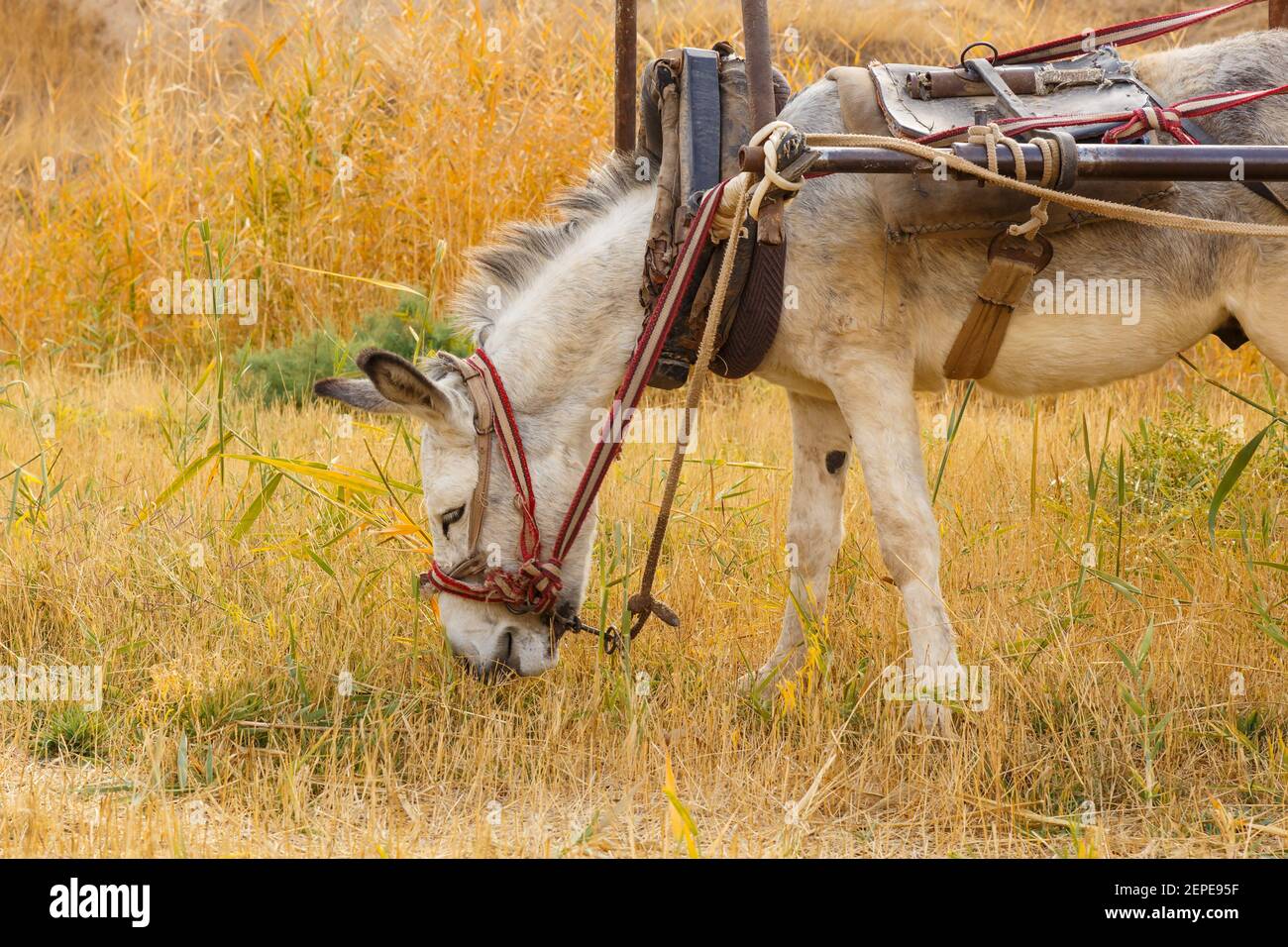 Donkey stands hi-res stock photography and images - Alamy