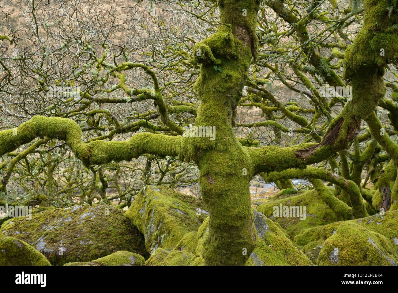 A gnarled tree growing in the shape of a cross in Wistman's Wood ...