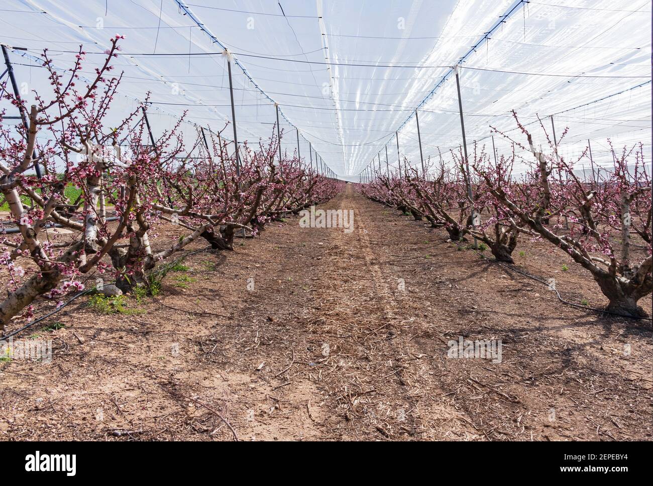 Peach trees blooming with pink flowers in the orchard. Israel Stock ...