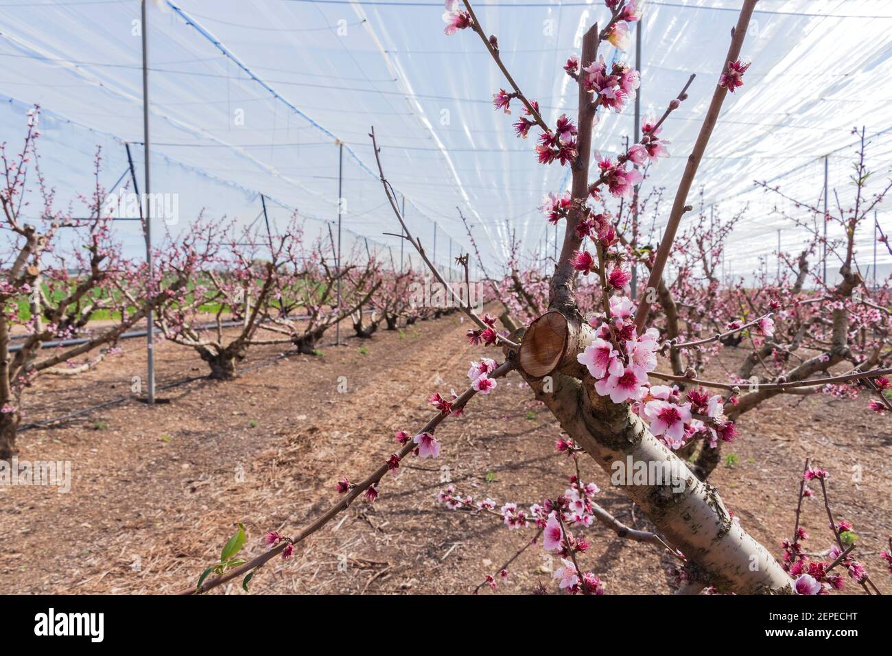 Pink trees hi-res stock photography and images - Alamy