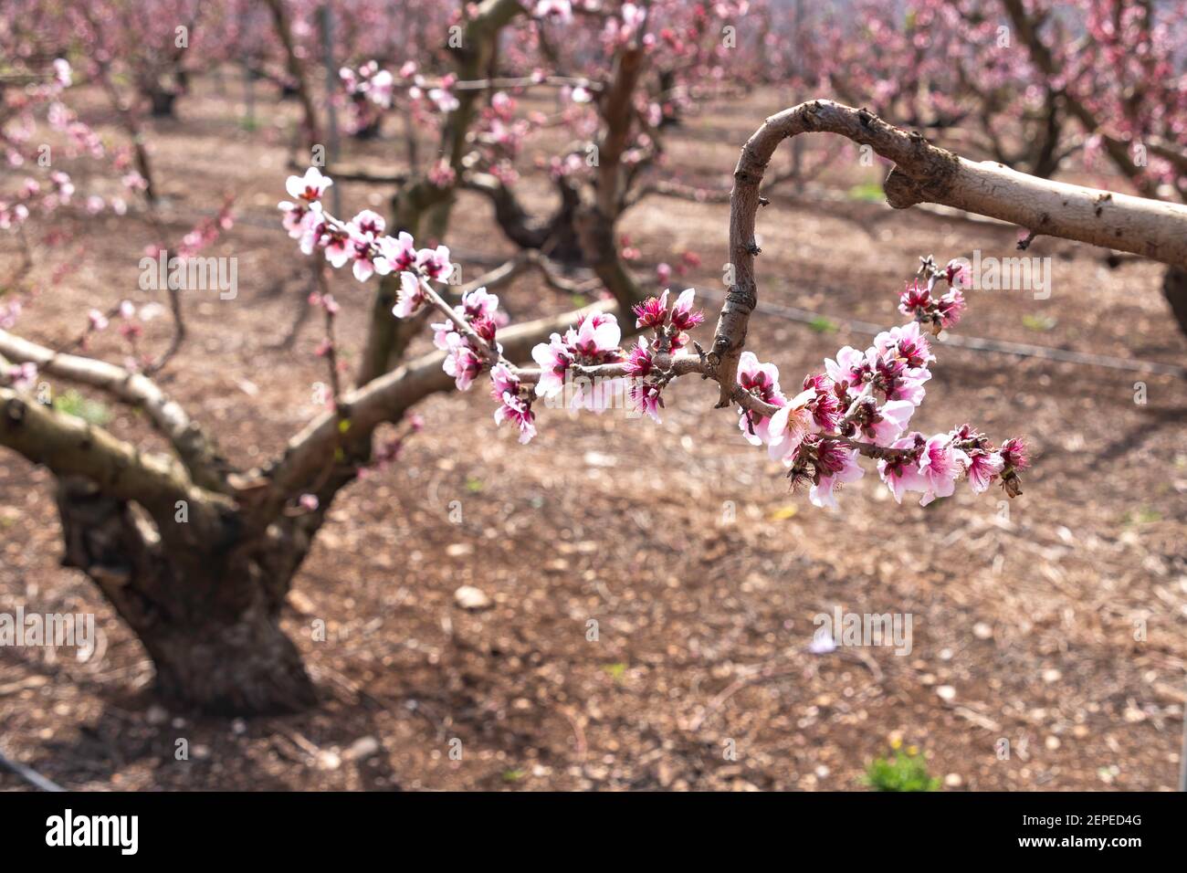 Peach trees blooming with pink flowers in the orchard. Israel Stock ...