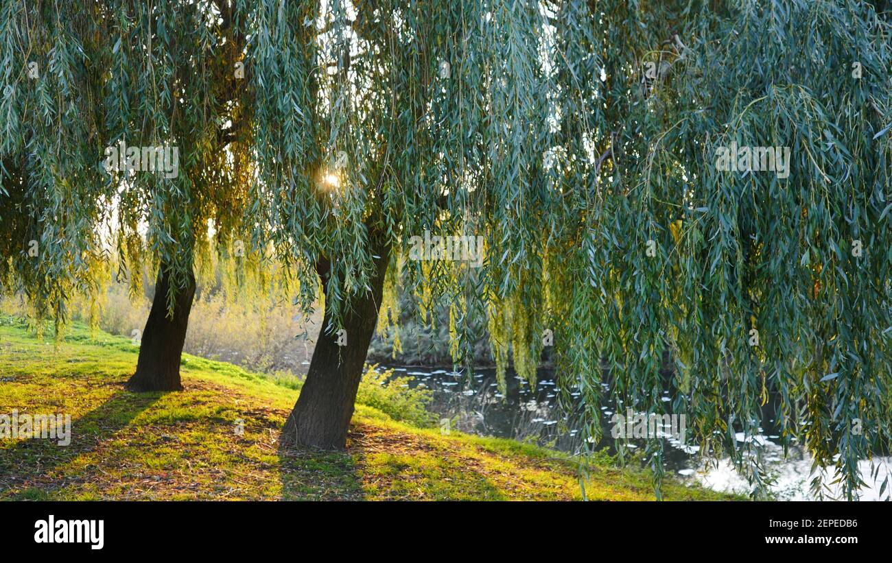 Weeping willow trees hi-res stock photography and images - Alamy