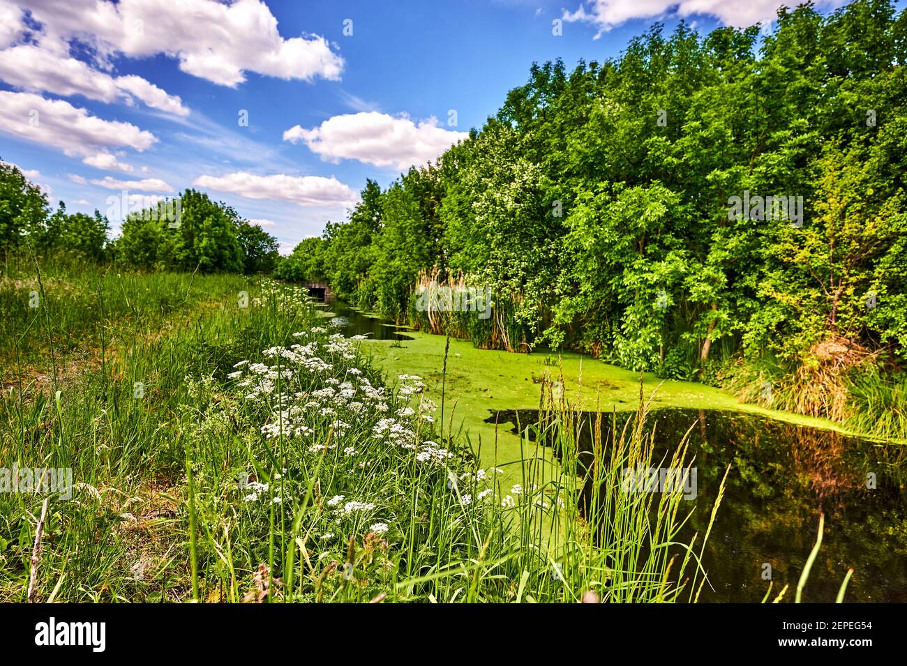 Sunny day at a small creek in the surrounding countryside of Berlin ...
