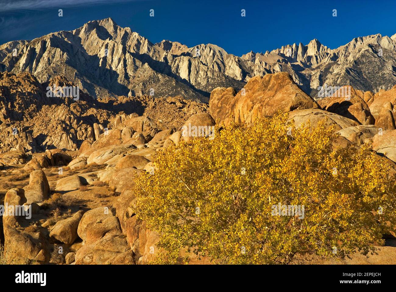 Flora Whitney High Resolution Stock Photography and Images - Alamy