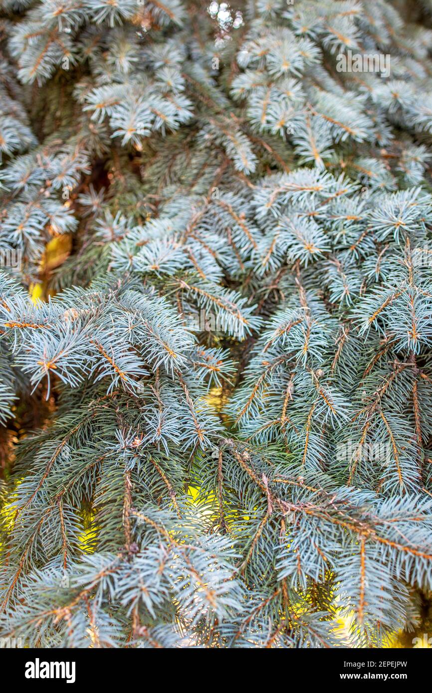 evergreen blue spruce tree background backdrop. close up Stock Photo ...