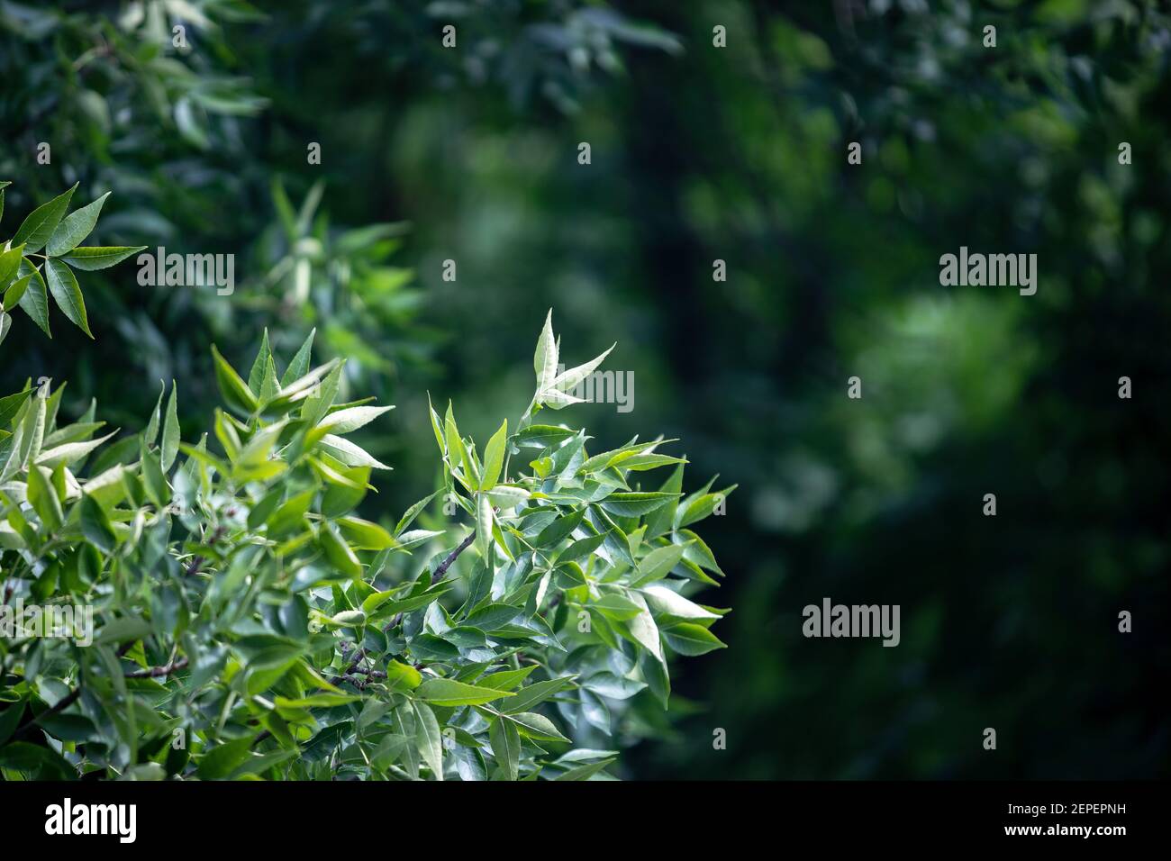 Green ash tree hi-res stock photography and images - Alamy