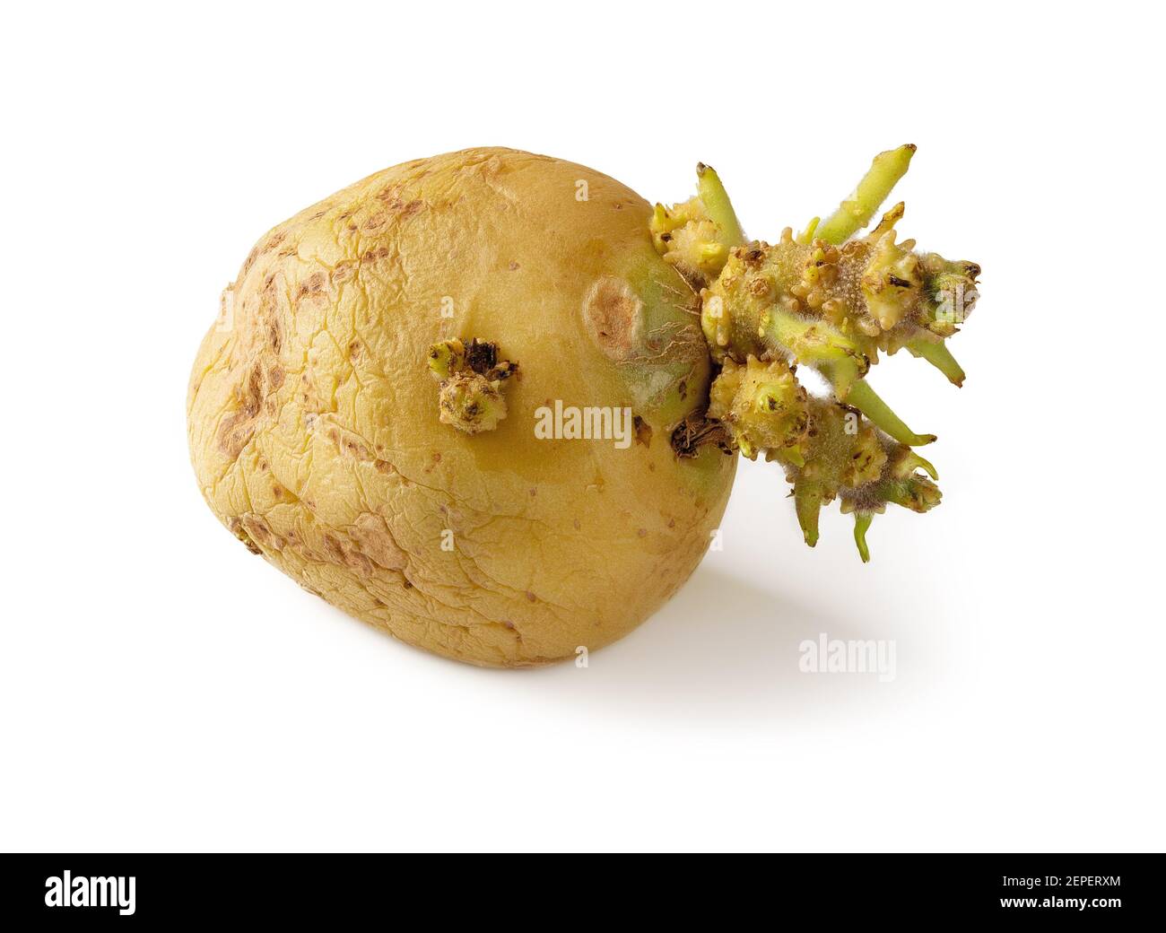 Shriveled sprouted potato isolated on white background. One seed tuber ...