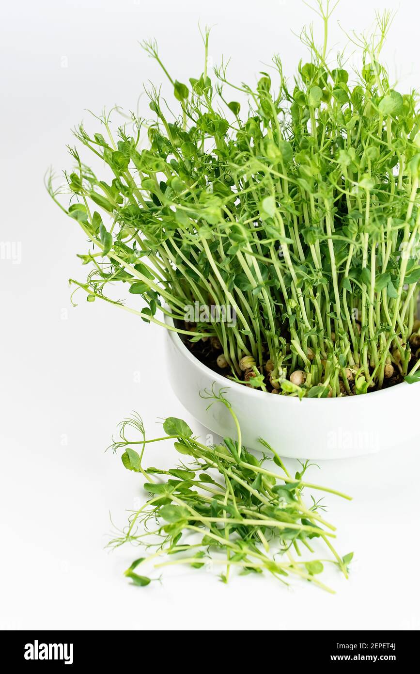 Micro green fresh pea sprouts on white. healthy and fresh vegan food ...