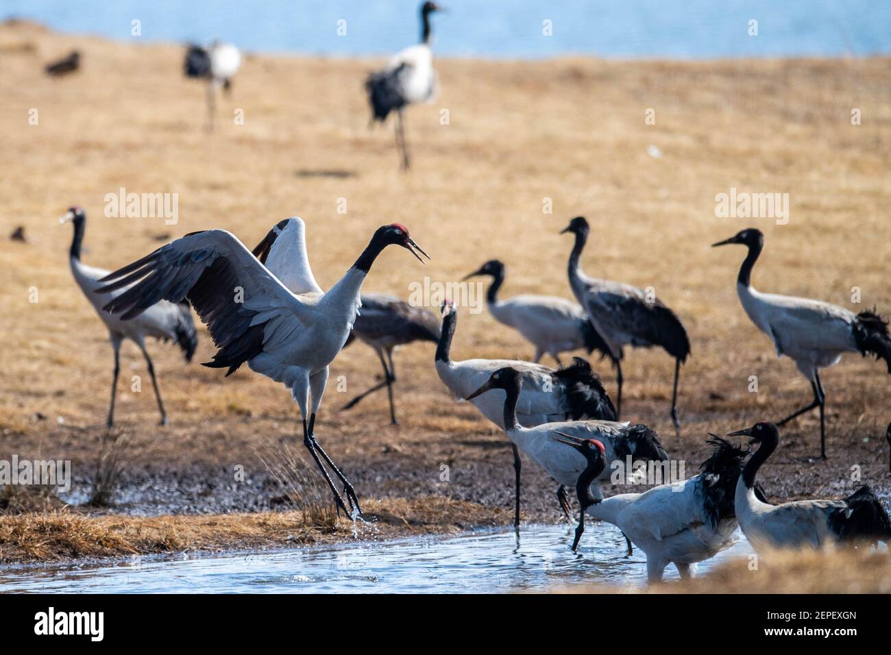 Crane habitat restoration hi-res stock photography and images - Alamy
