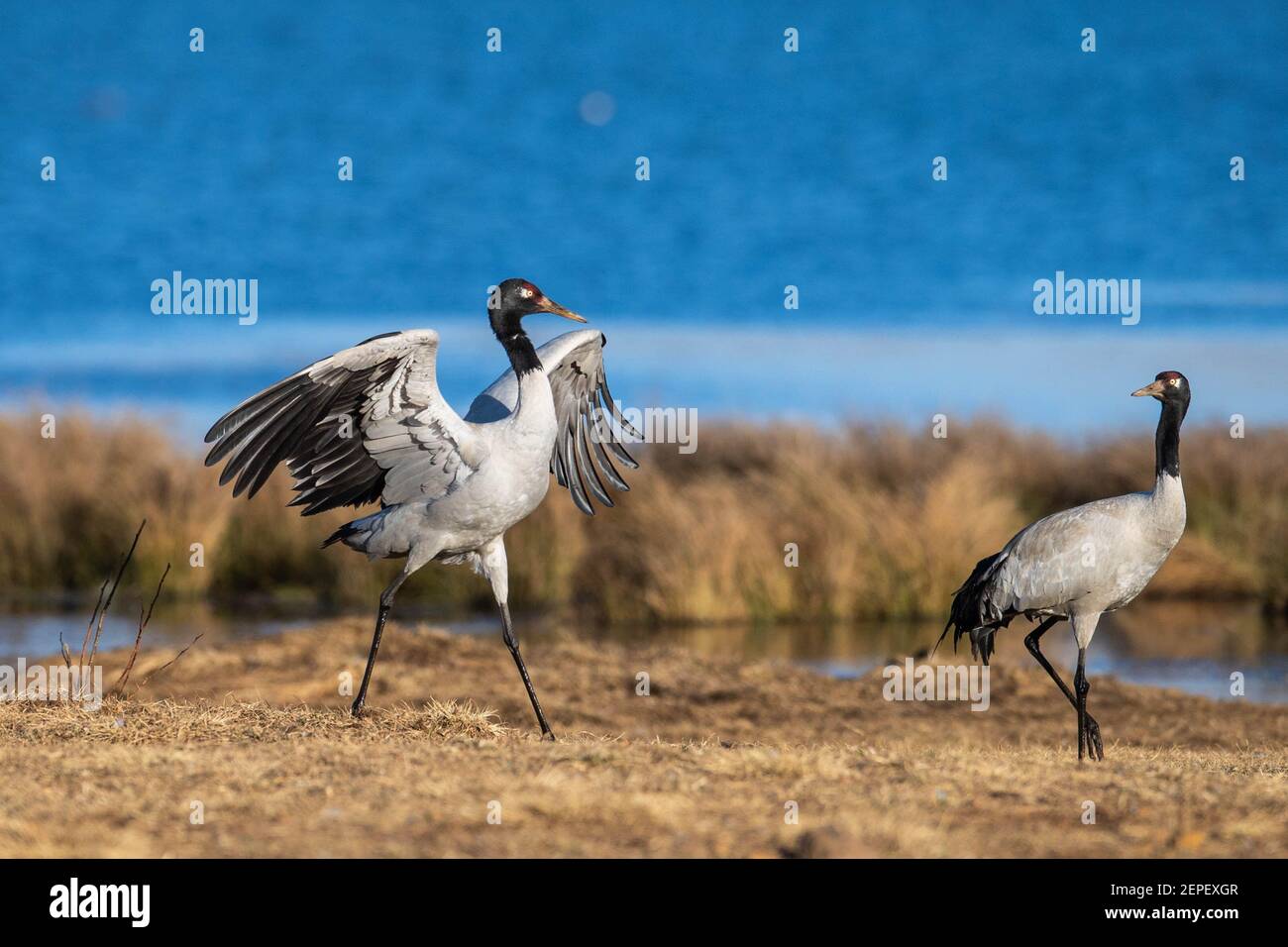 Zhaotong, China's Yunnan Province. 24th Feb, 2021. Black-necked cranes ...