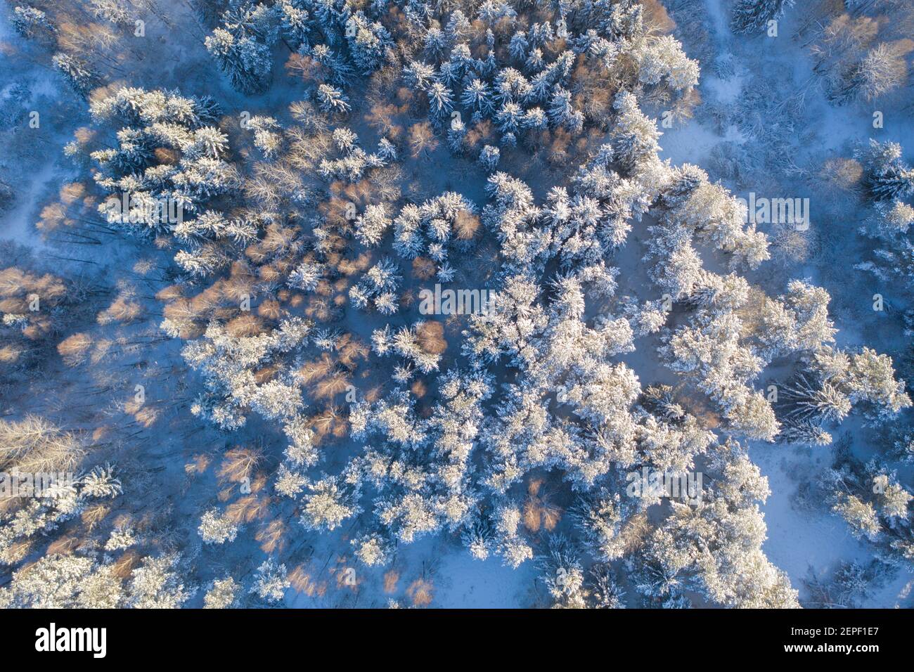 Ariel shot trees hi-res stock photography and images - Alamy