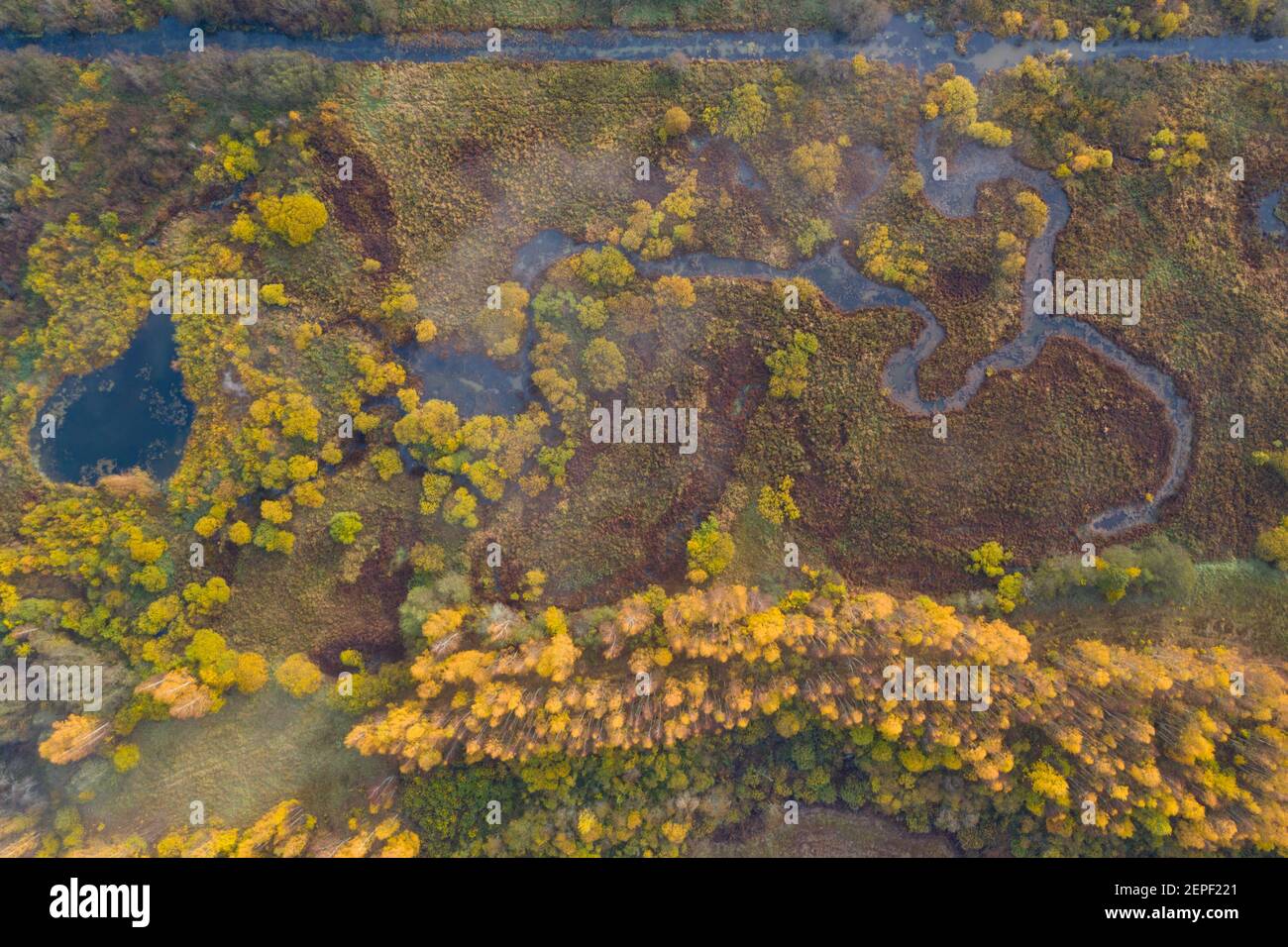 Aerial top down view of golden yellow autumn forest and water lakes wetland Stock Photo - Alamy
