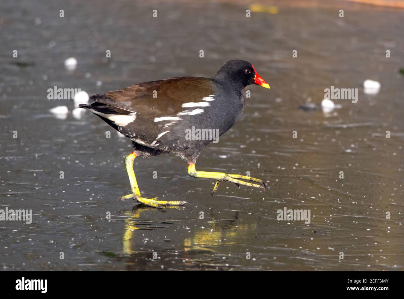 Common moorhen (Gallinula chloropus Stock Photo - Alamy