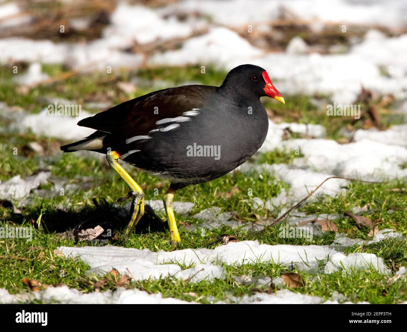 Common moorhen (Gallinula chloropus Stock Photo - Alamy