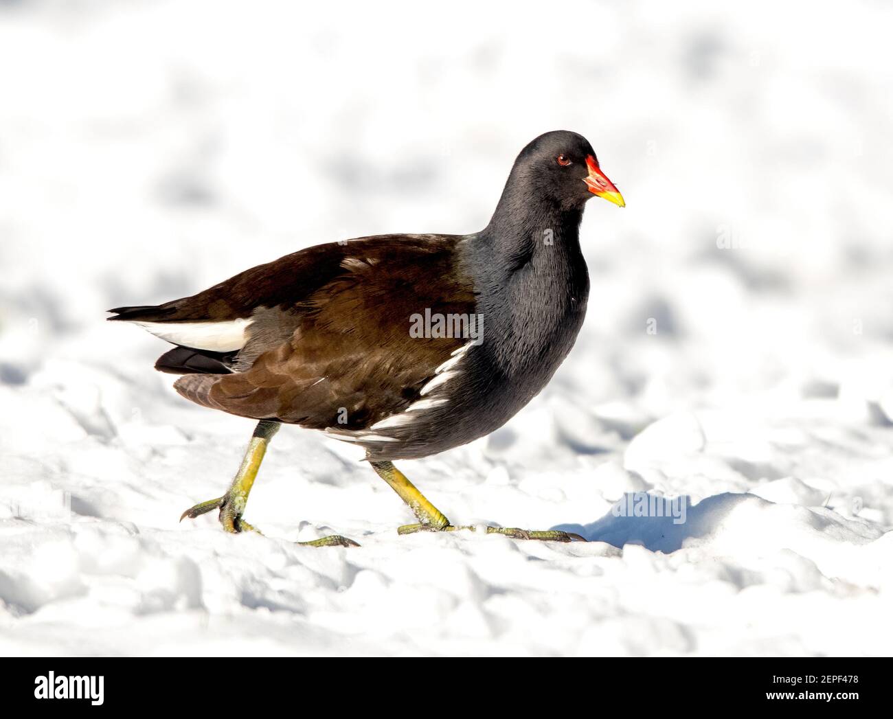 Common moorhen (Gallinula chloropus Stock Photo - Alamy