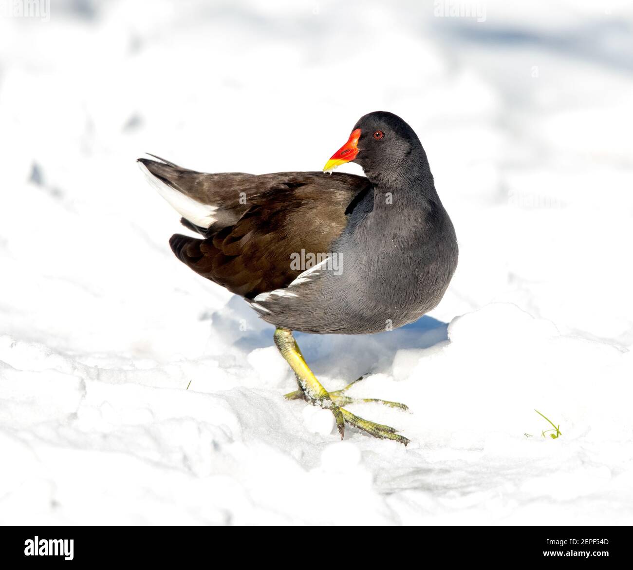 Common moorhen (Gallinula chloropus Stock Photo - Alamy