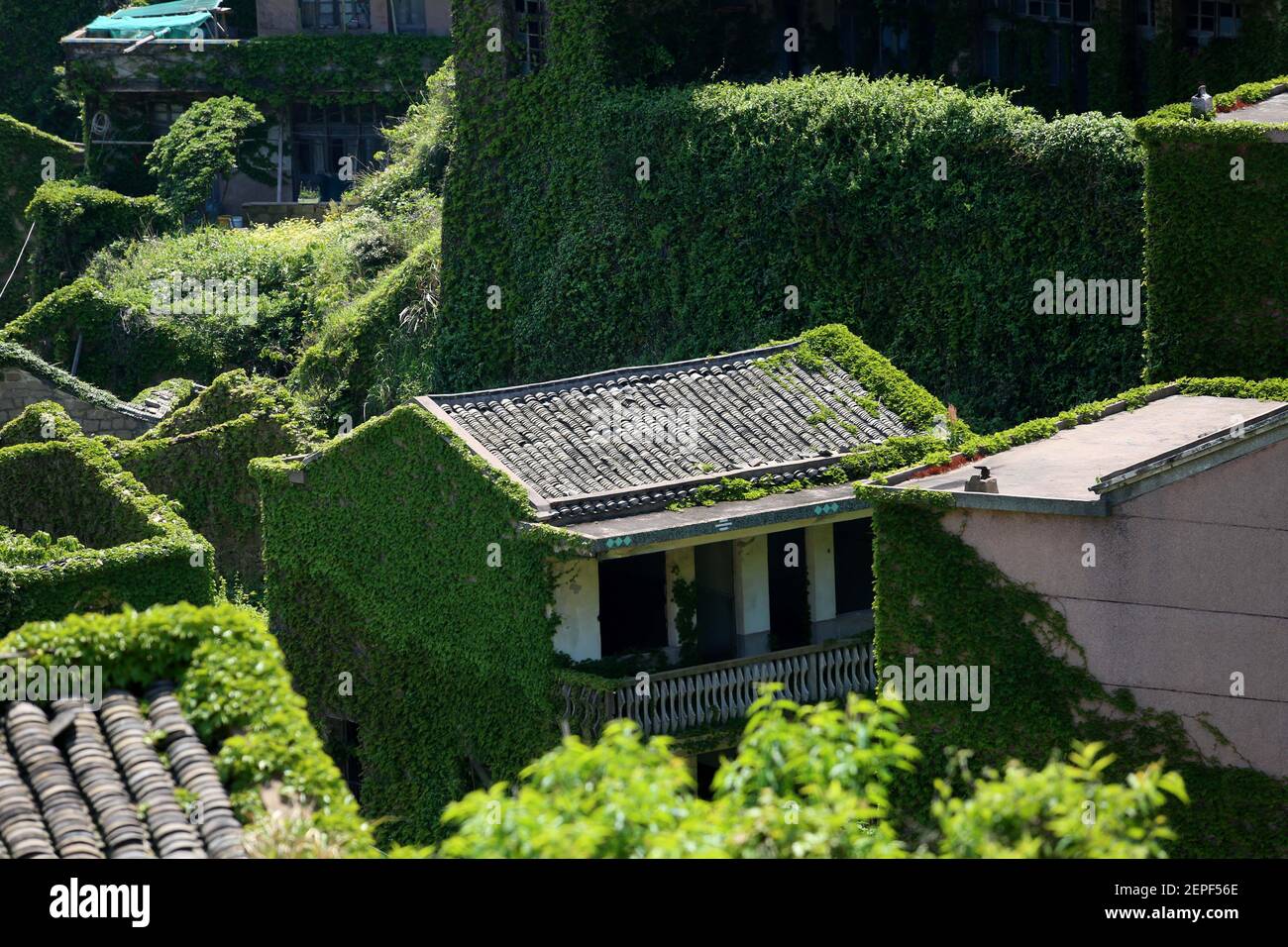 --File--View of the houses covered by vines in Shengsi Islands in ...