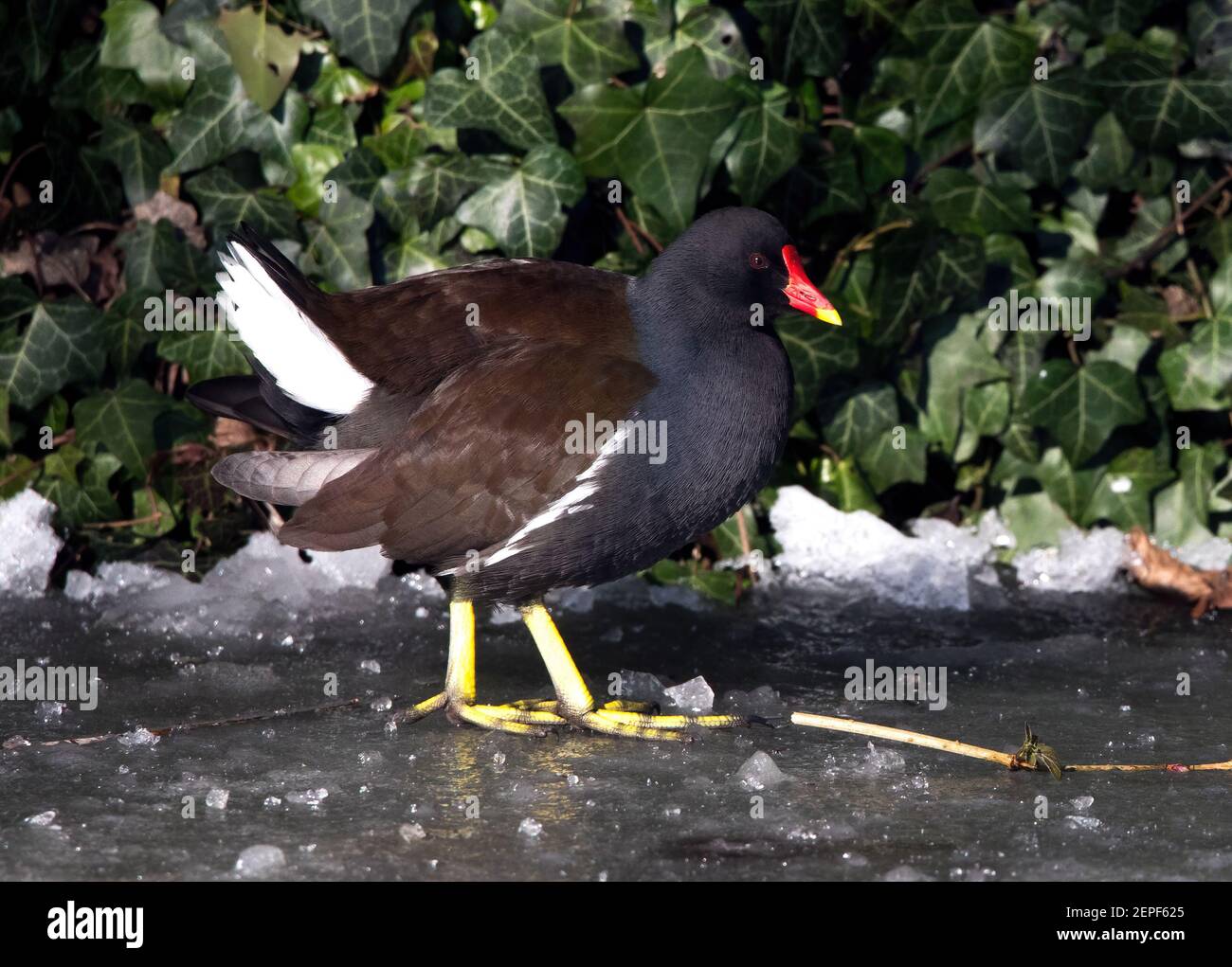 Common moorhen (Gallinula chloropus Stock Photo - Alamy