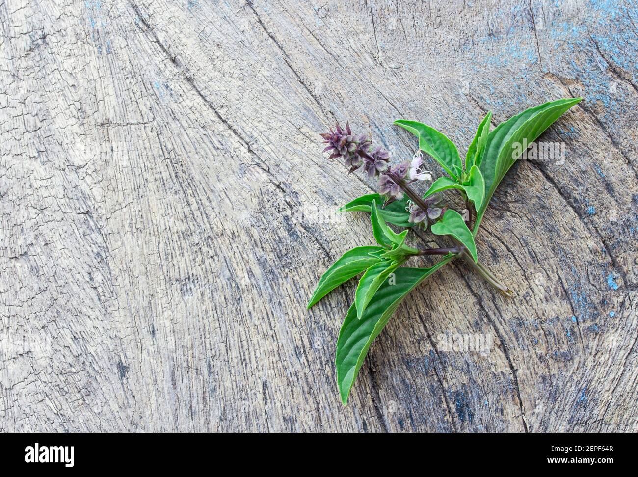 Fresh green basil on wooden table background with copy space Stock ...