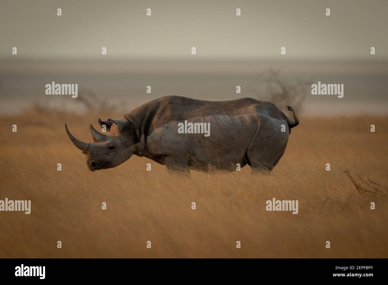 White rhino stands on hi-res stock photography and images - Alamy
