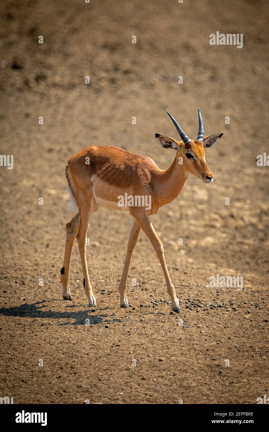 Young male common impala walks in sunshine Stock Photo - Alamy
