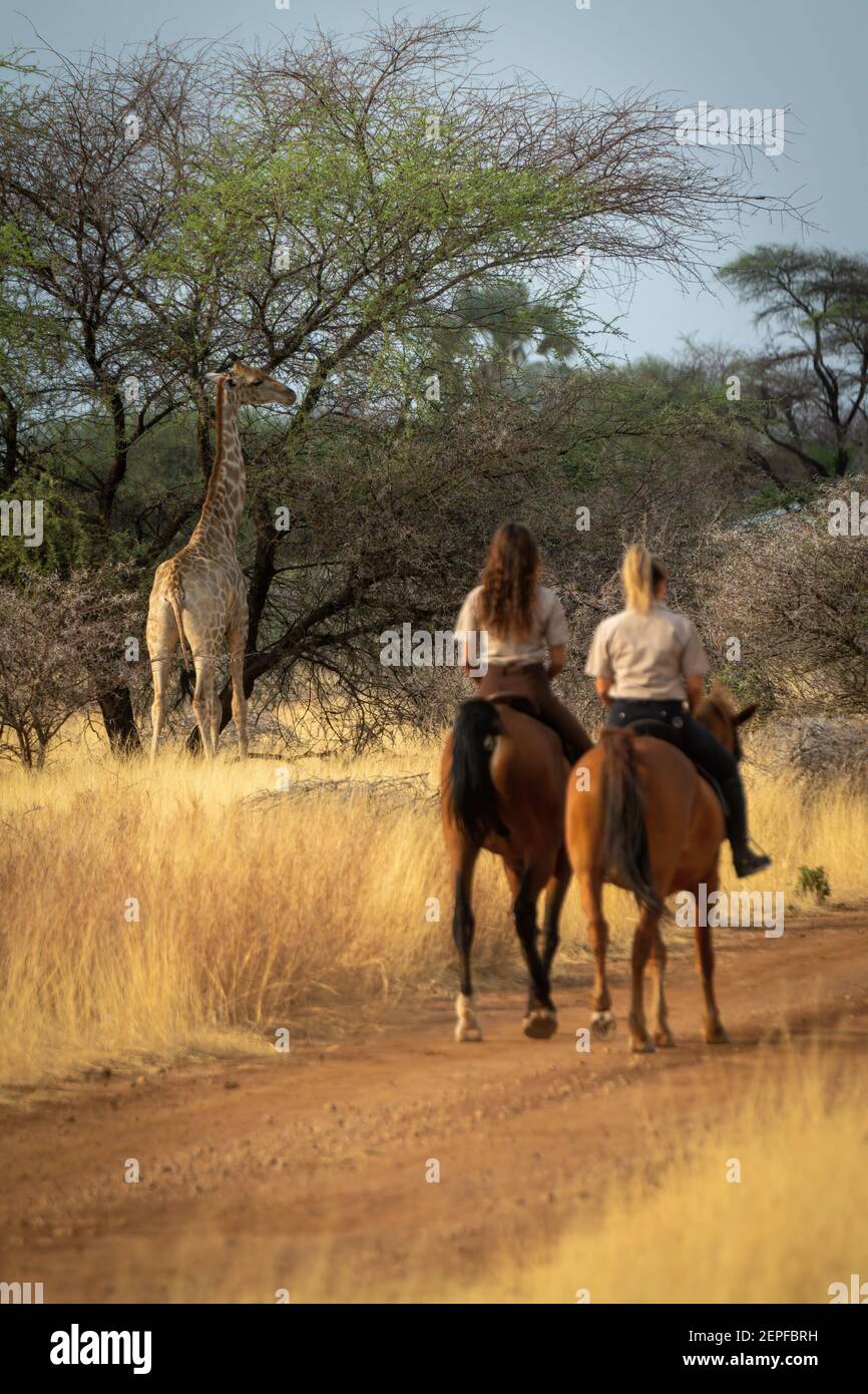 Horse ride giraffe hi-res stock photography and images - Alamy