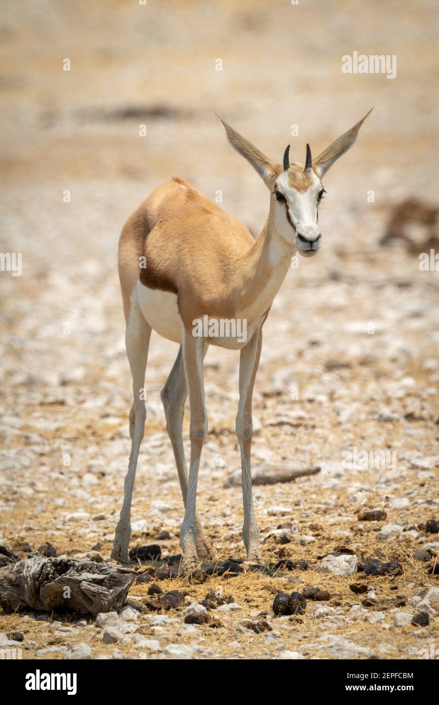 Springbok with young hi-res stock photography and images - Alamy