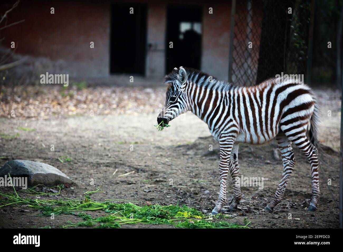 A newborn baby zebra is seen at Zhuyuwan Zoo in Yangzhou City, east ...