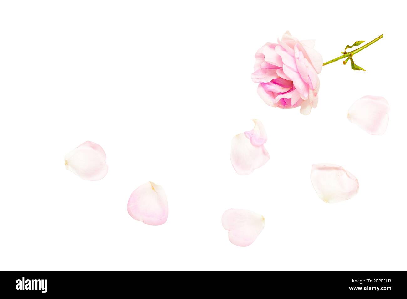 pink rose with fallen petals isolated on white background Stock Photo ...