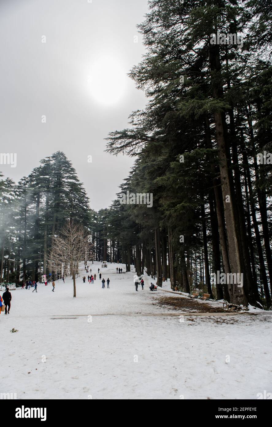 Patnitop a city of Jammu and its park covered with white snow, Winter ...