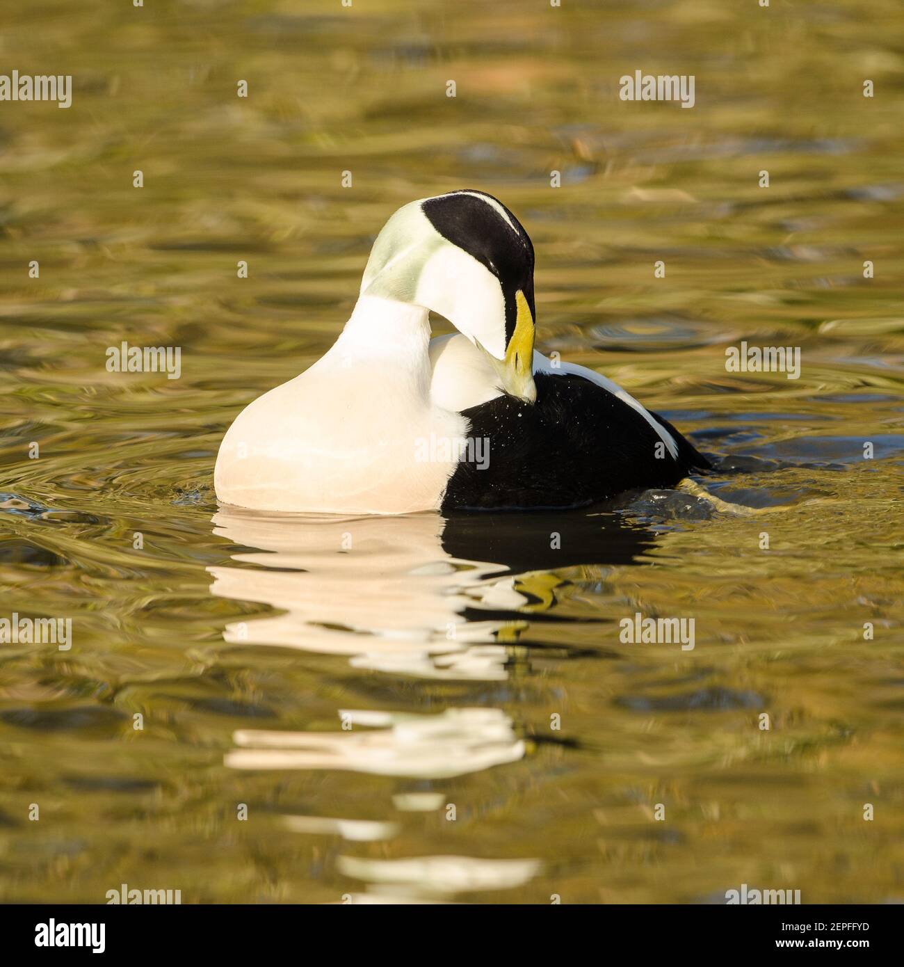 Male Eider Duck preening in water. Square format Picture Stock Photo ...