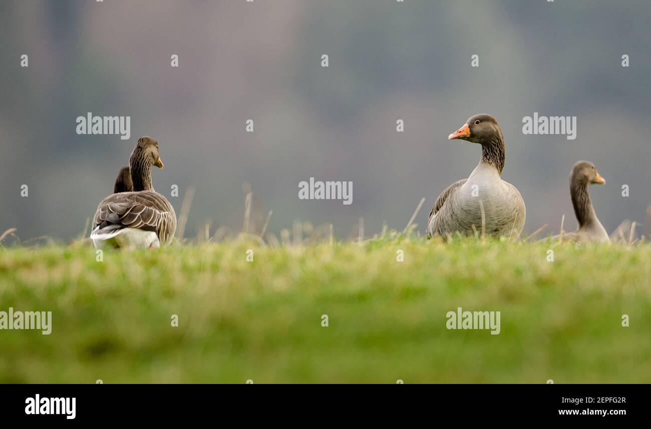 Pasture geese hi-res stock photography and images - Alamy