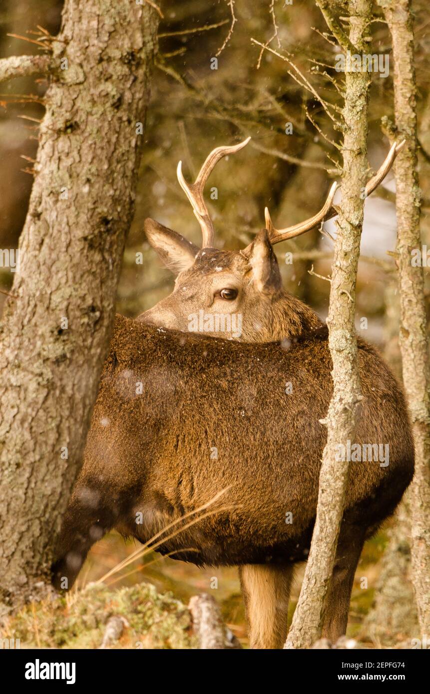Single red Deer Stag in woodland. Portrait picture format Stock Photo ...