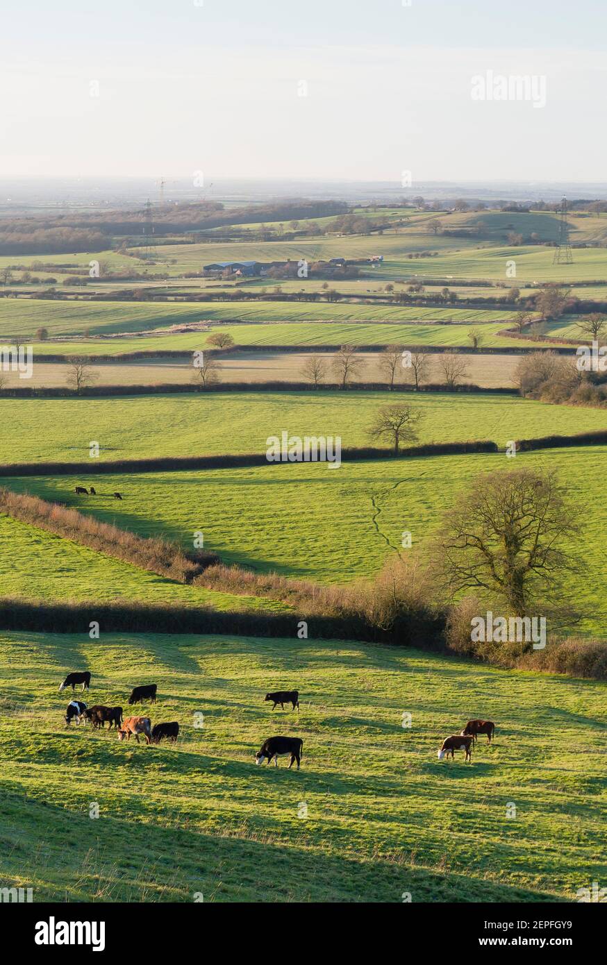 Cattle farming in a UK countryside scene, farmland with fields and ...