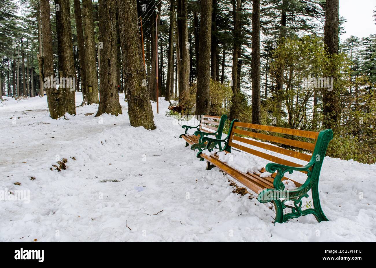 Patnitop a city of Jammu and its park covered with white snow, Winter ...