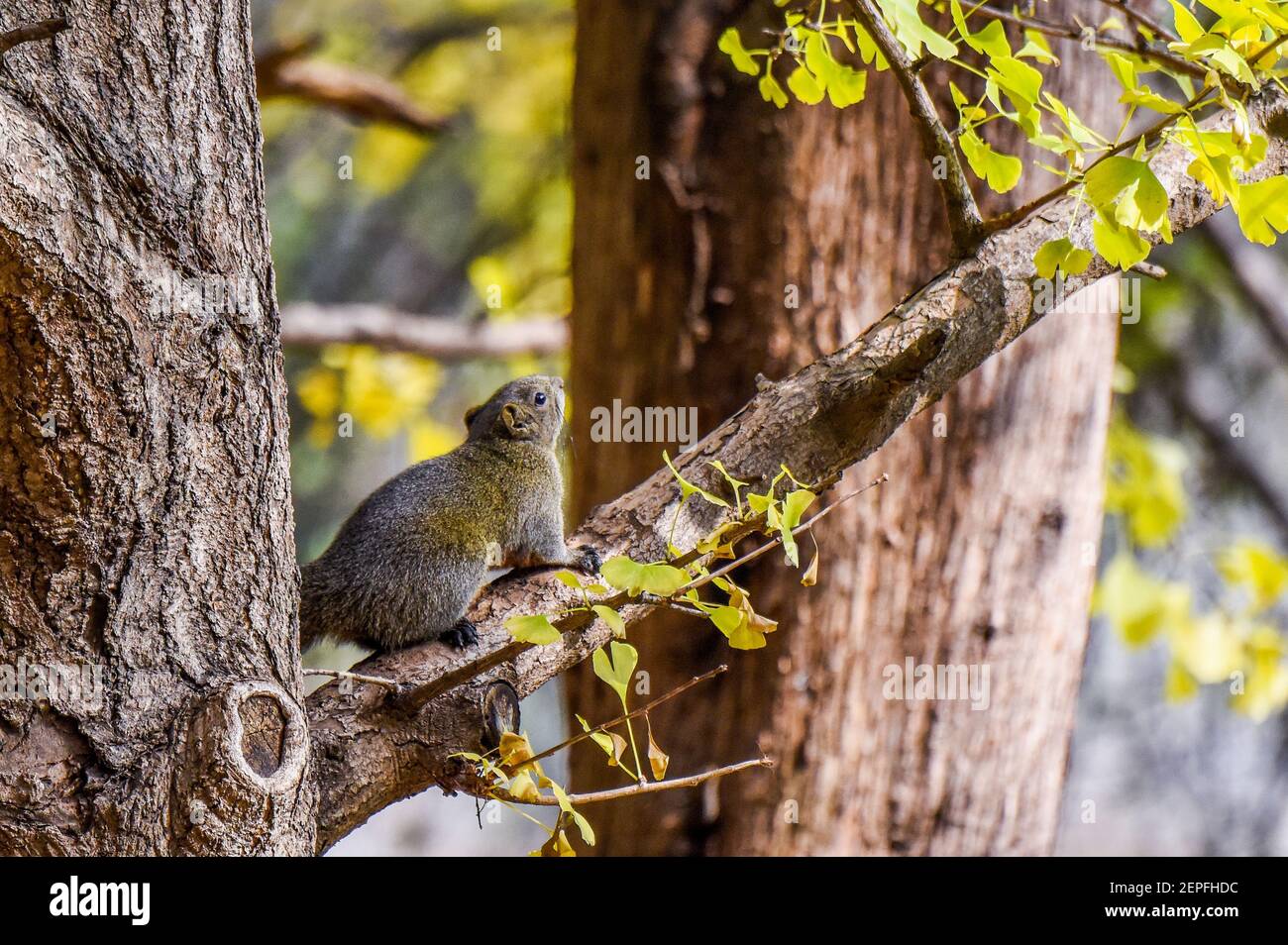 Yunnan,CHINA-A squirrel on a ginkgo tree at the Donglu campus of Yunnan ...