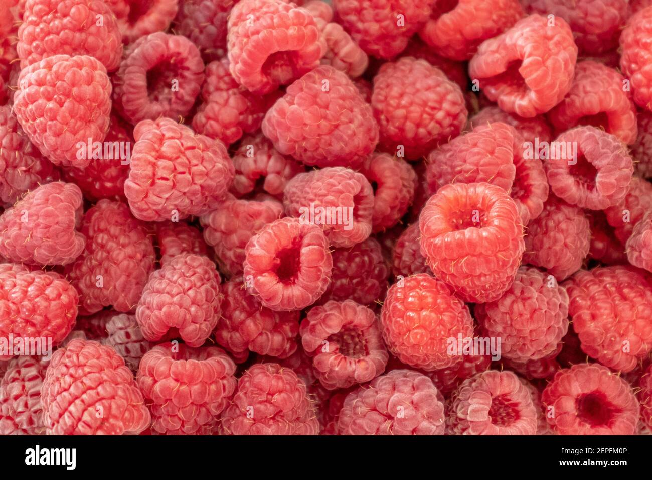 pile of raw beautiful raspberries. texture, backdrop. fresh dessert ...