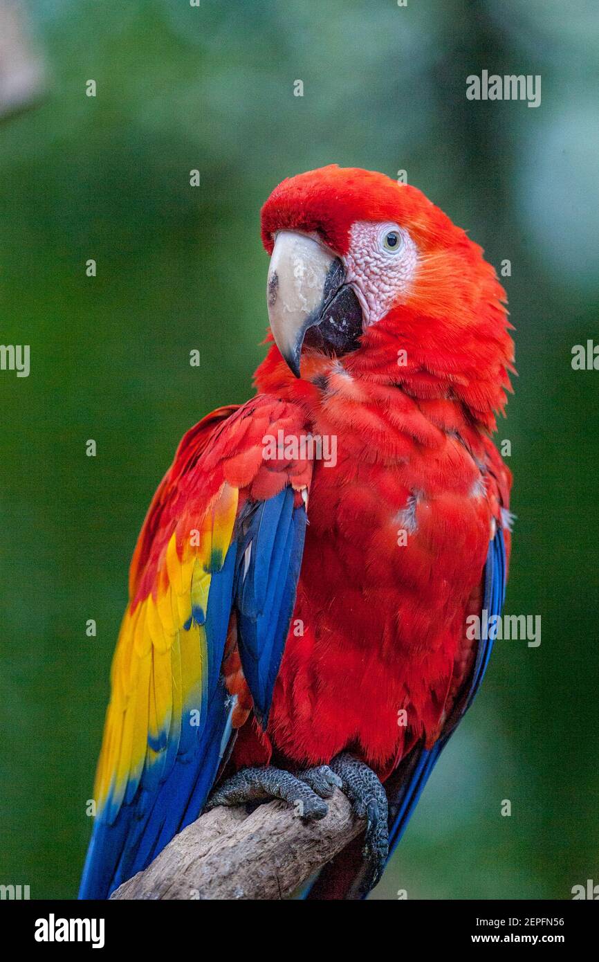 PUEBLA, MEXICO - DECEMBER 16: A red macaw seen in captivity in the ...