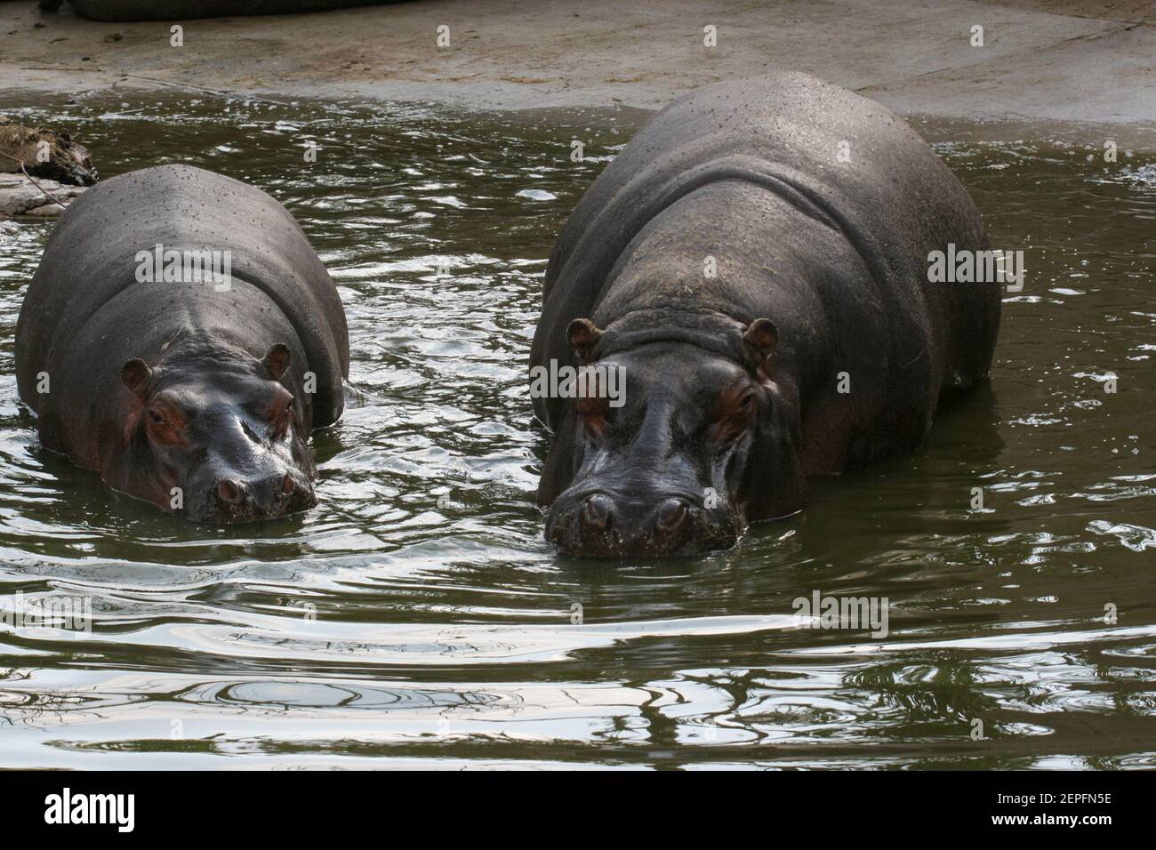 PUEBLA, MEXICO - DECEMBER 16: A hippopotamus seen in captivity in the ...