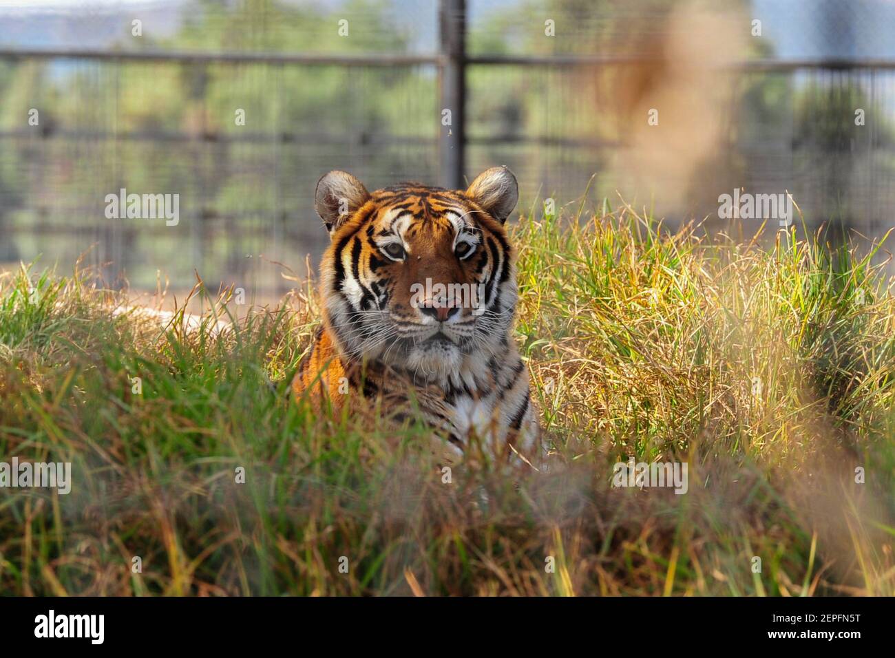 PUEBLA, MEXICO - DECEMBER 16: A Bengal tiger seen in captivity in the ...
