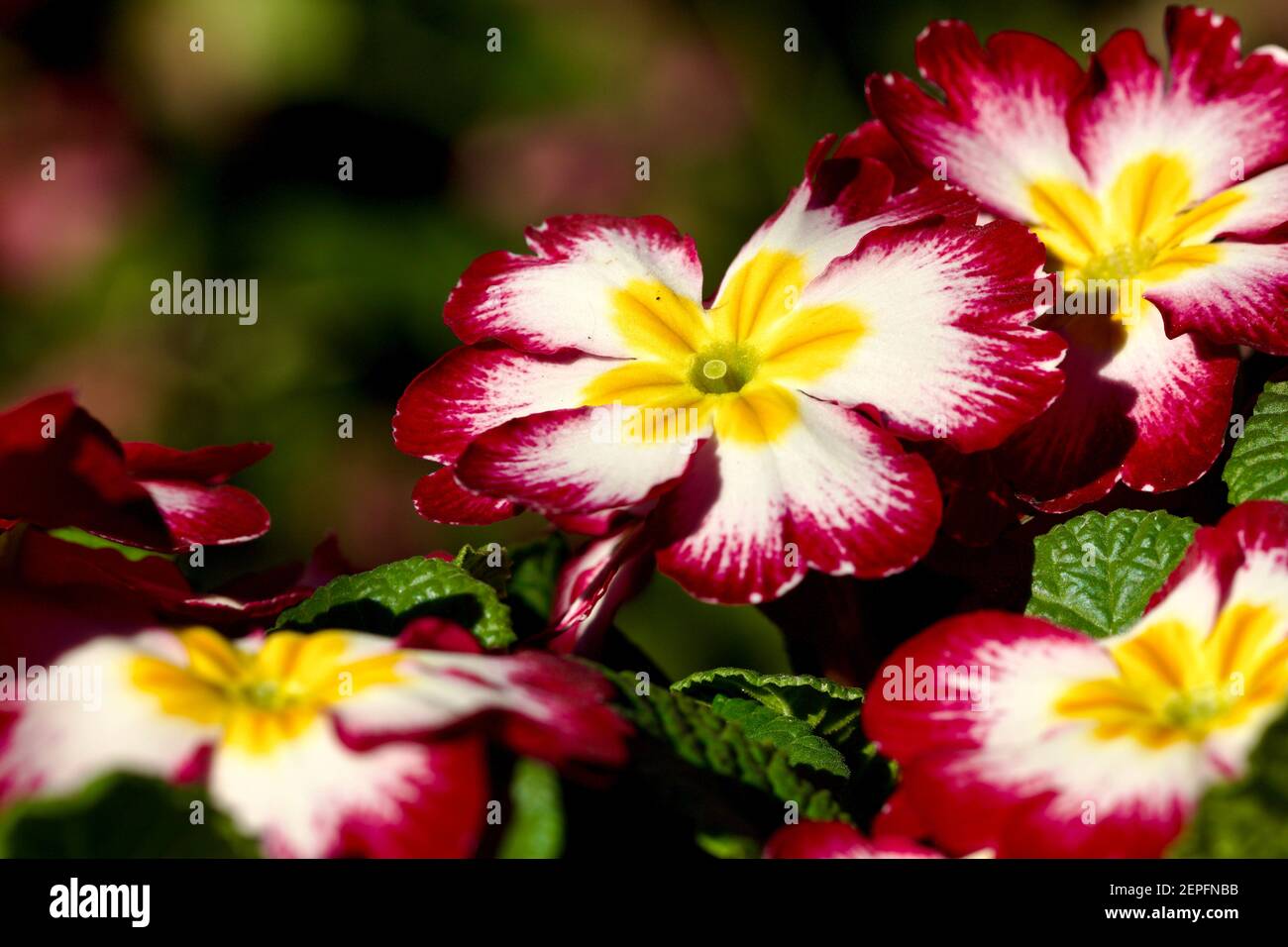 Primrose 'Purple Flame' Stock Photo - Alamy