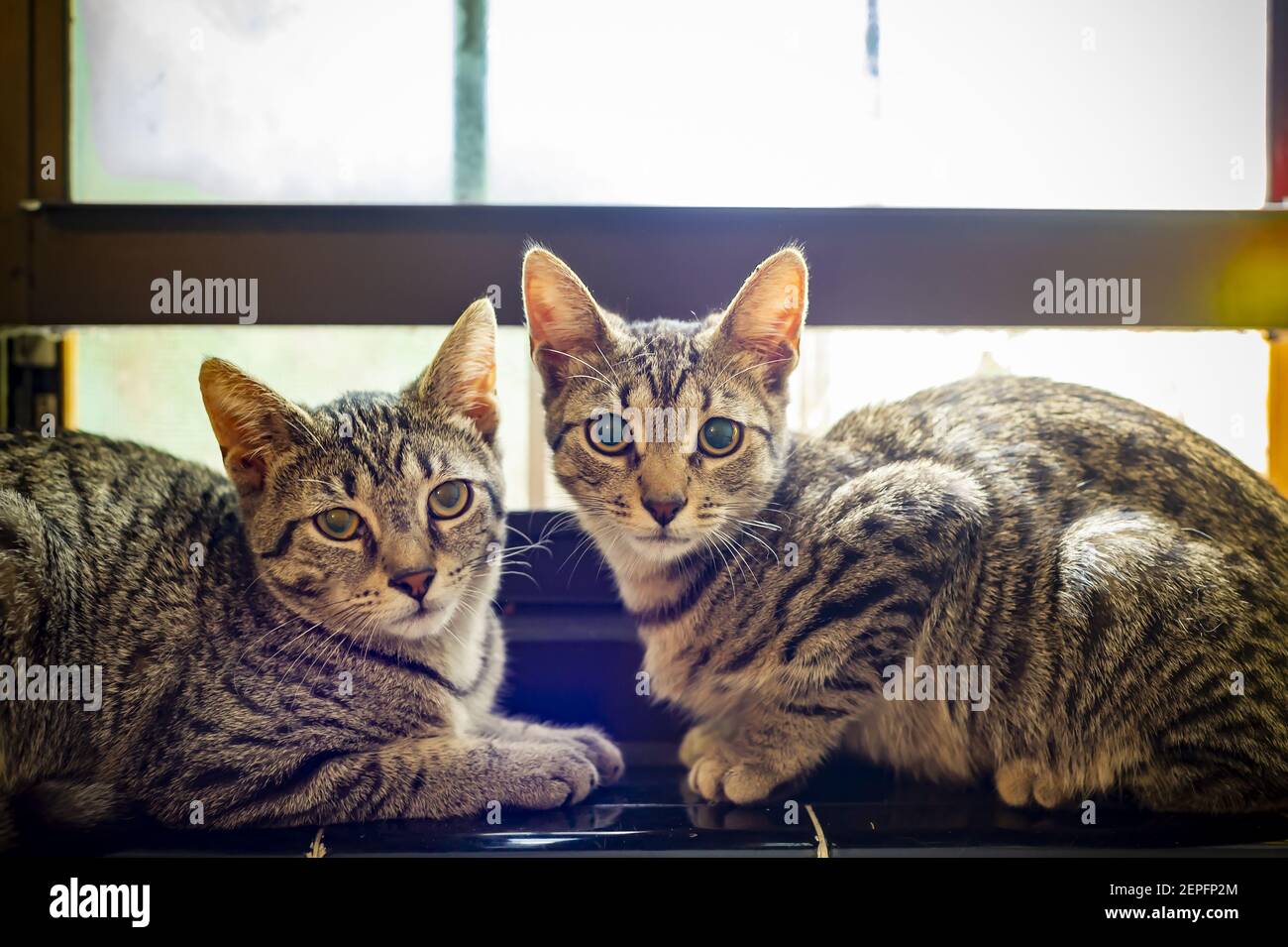 Rescued cats in Chelsea in New York on Thursday, August 8, 2019. (Photo ...
