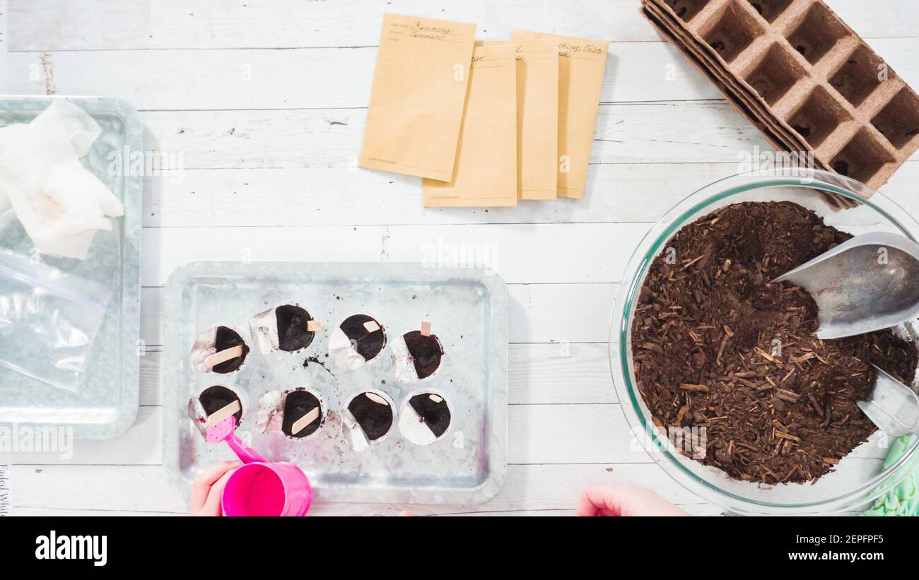 Flat lay. Planting seeds into small containers to start an indoor herb ...