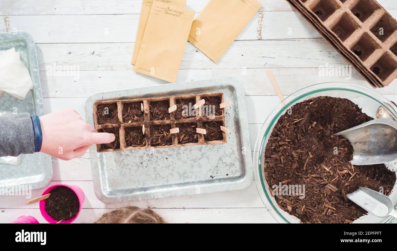 Flat lay. Planting seeds into small containers to start an indoor herb ...