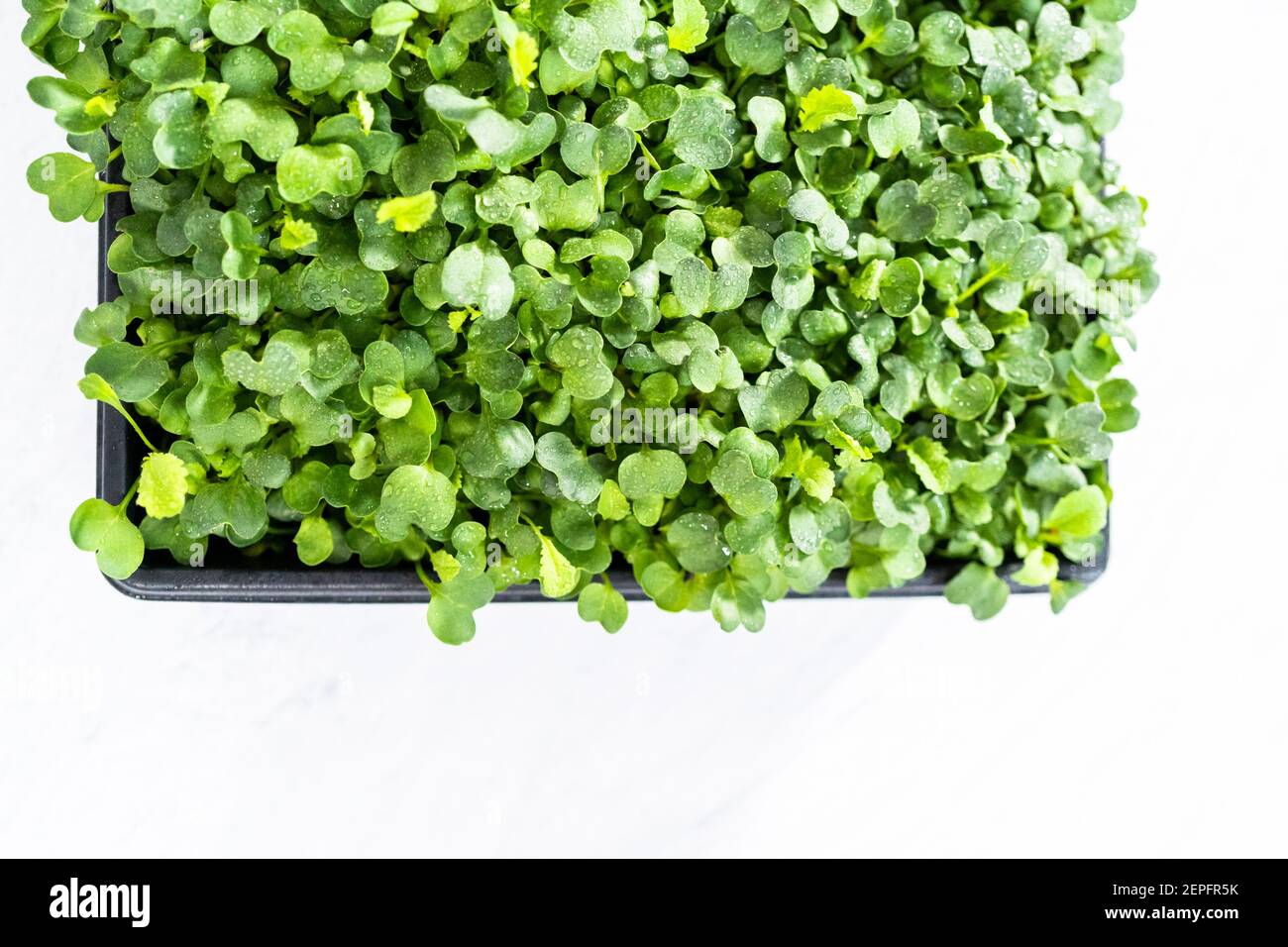 Harvesting radish microgreens from a large plastic tray Stock Photo - Alamy