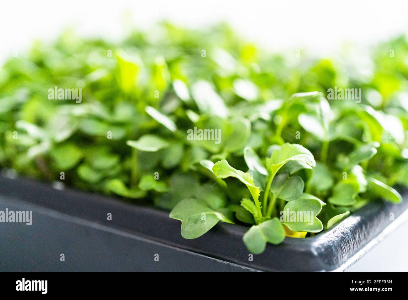 Harvesting radish microgreens from a large plastic tray Stock Photo - Alamy