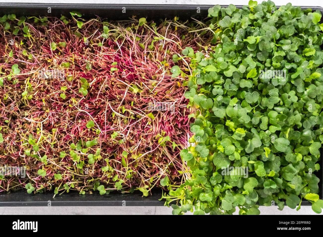 Flat lay. Harvesting radish microgreens from a large plastic tray Stock ...