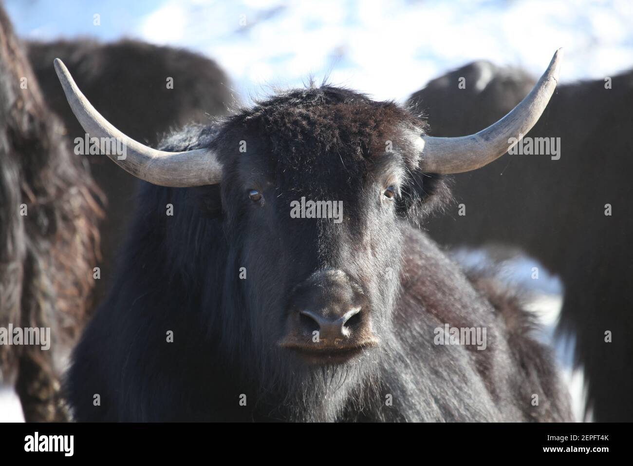 Xinjiang,CHINA-Yaks herd at the foot of Tianshan mountain in Hami ...
